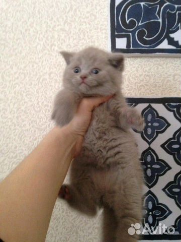 Лиловый британец 2 мес