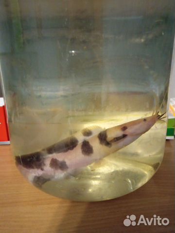 Сом Клариус