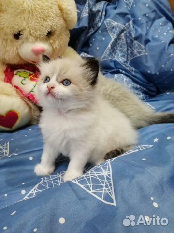 Солнечные куклы рэгдолл