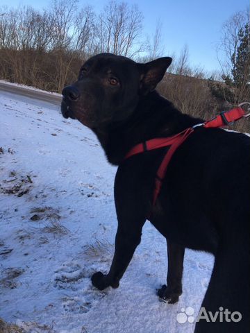 Очаровательный черныш