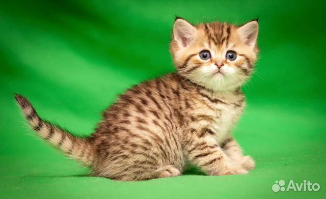 Британские котята,голубые,пятнистые,серебро золото