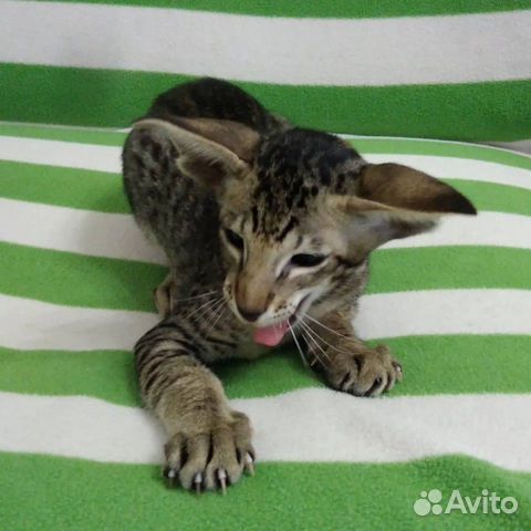 Мальчик ориентальчик