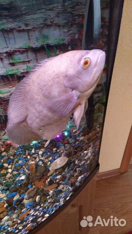 Рыба аквариумная