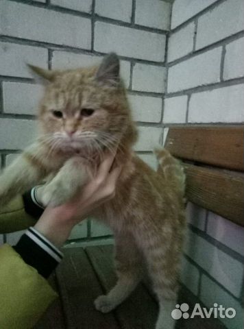 Котенок