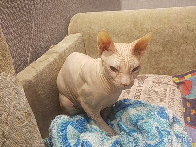 Канадский сфинкс