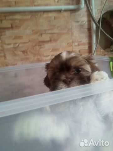 Щенок шит-цу