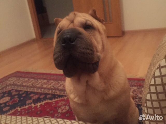 Шарпей 8 месяцев