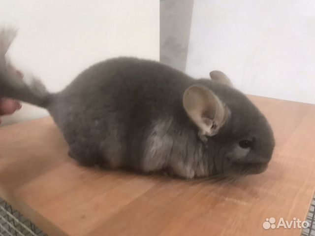 Шиншилла коричневый Бархат