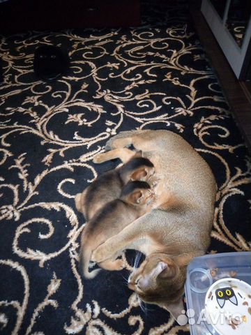 Абисинские котята Дикого окраса