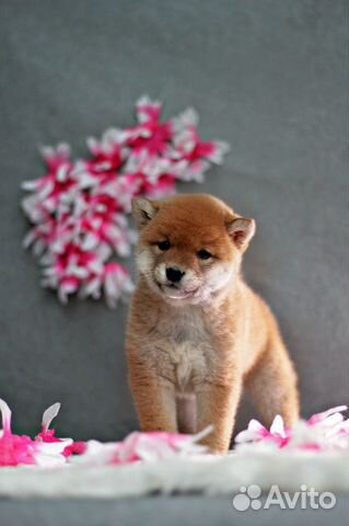 Щенки Сиба-ину, 2 девочки