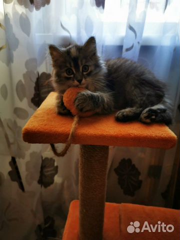 Сибирская длинношерстная кошка, 2 месяца, девочка