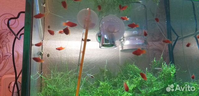 Пецилия "рубин"