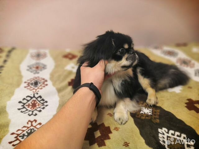 Отдам в добрые руки пекинеса