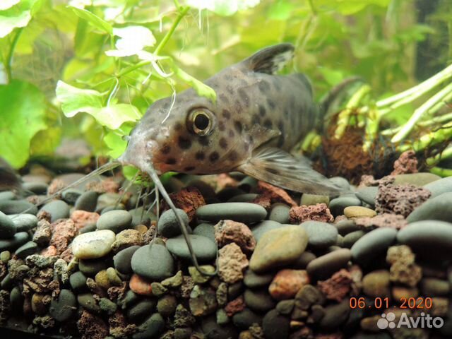 Сом синодонтис, кукушка, перевёртыш