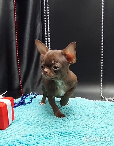 Мальчики чихуа мини без недостатков перспективные