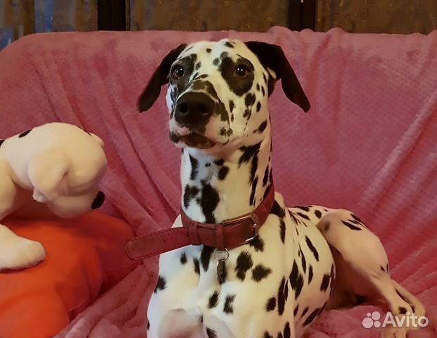 Далматин ищет семью