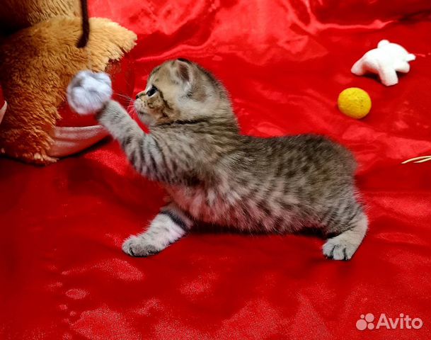 Мимимишный кото-мальчик