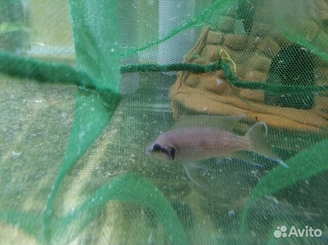 Принцесса Бурунди