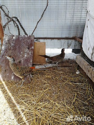 Фазан серебряный, фазан алмазный