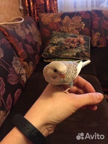 Ручной птенец волнистого попугая