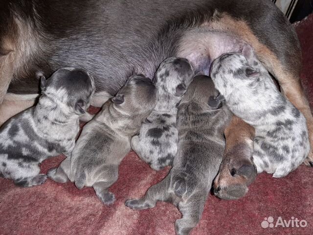 Мальчики Мерле для предварительного резерва