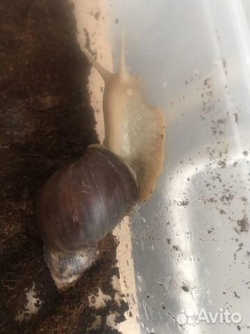 Отдам ахатинских улиток