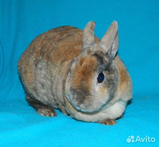 Девочка карликовый рекс отдам