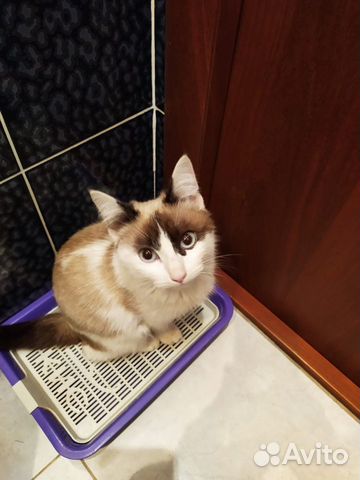 Красавчик молодой котик 6 мес
