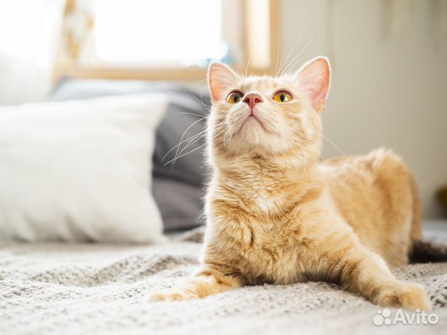 Кот Руди