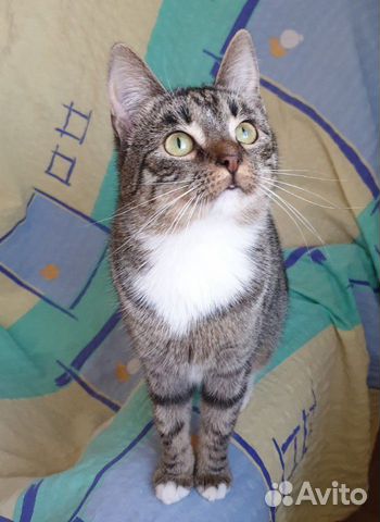 Кошечка Машенька (около 9 месяцев)