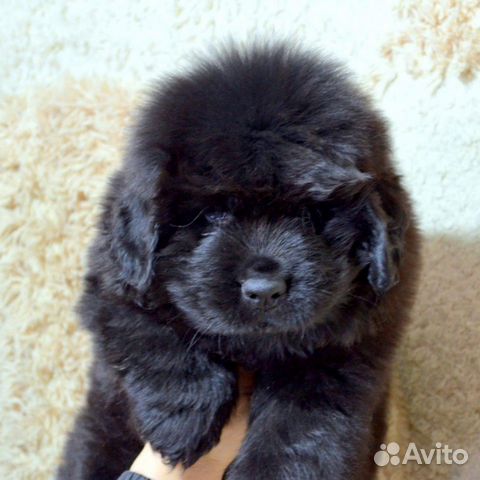 Кобель щенок ньюф