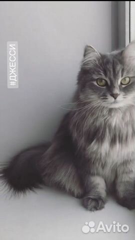 Сибирская и Экзотическая породы девочки