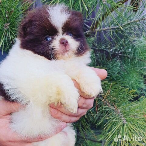 Супер мини пушистый медвежонок редкого окраса