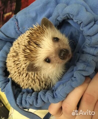 Африканский ёж