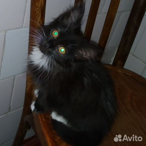 Отдам котёнка