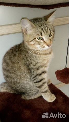 Котёнок-подросток