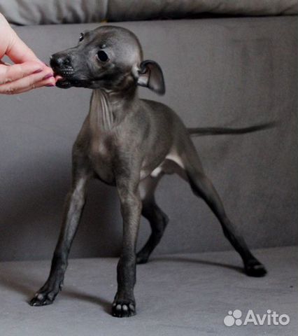 Кобель левретки