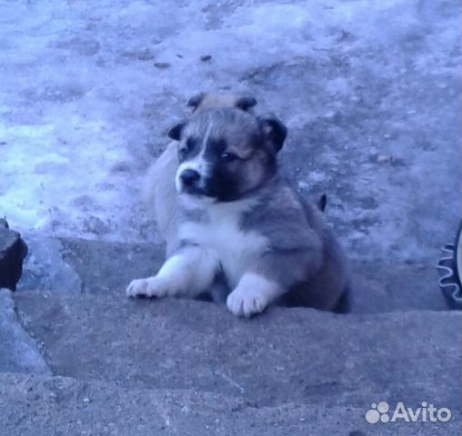 Щенки от восточно-европейской овчарки