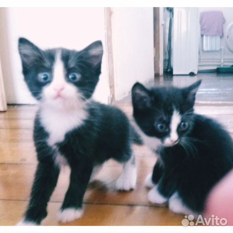 Котята ждут новых хозяев