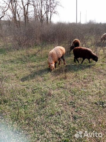 Бараны и бычки цена договорная