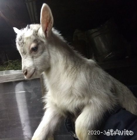 Продам козликов и козочку