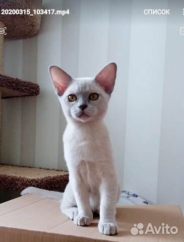 Нежная девочка - бурма лилового окраса