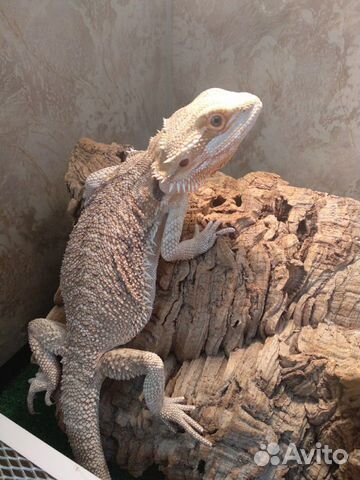 Бородатая агама