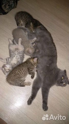 Продам шотландцев страйты мальчики