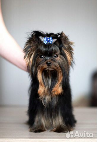 Супер мини Йорк 1,5 кг, 9 месяцев. фото его