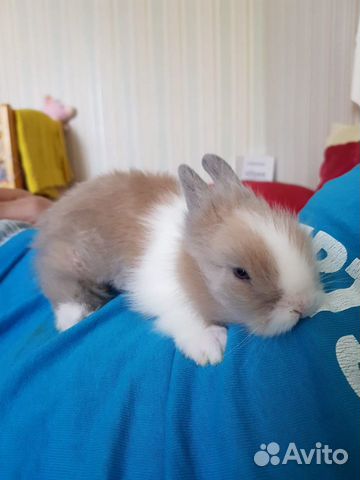 Карликовый крольчонок
