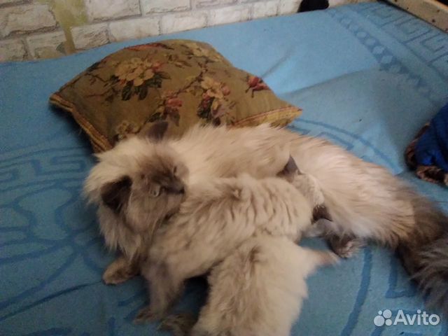 Персидские котята