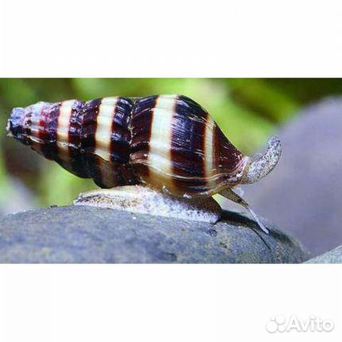 Хелена улитка