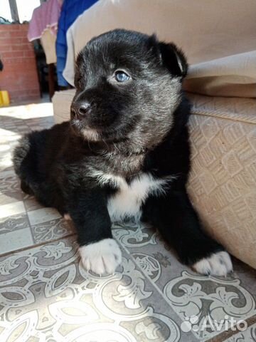 Щенки якутской лайки