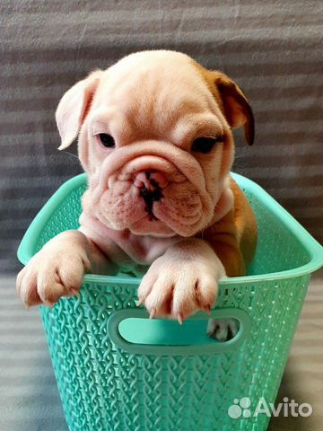 Щенок английский бульдог